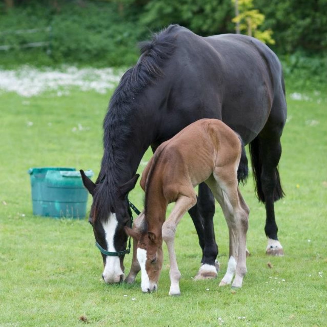 Animal Health and Disease - The Pet Academy